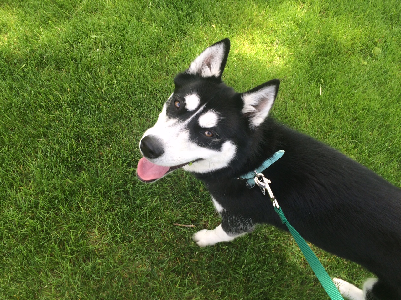 DogWatch Dog Story: Blue - DogWatch of the Twin Cities | Eden Prarie, MN
